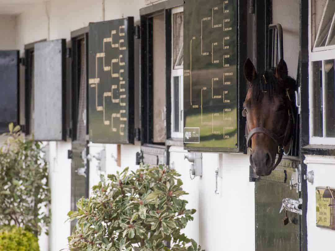 Discover Newmarket And The National Stud
