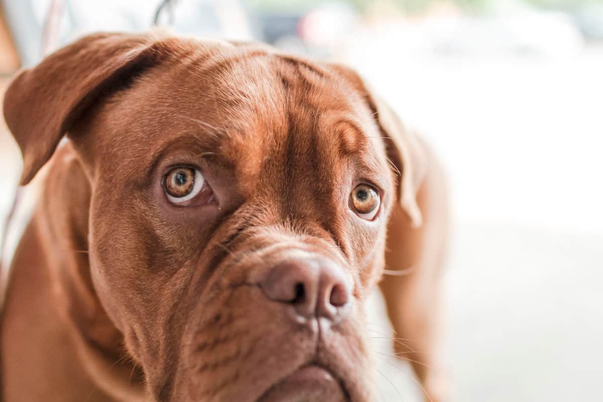 How to choose the right dog for you - Mummy Matters