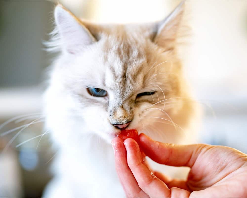 How to feed your cat - Mummy Matters: Parenting and Lifestyle