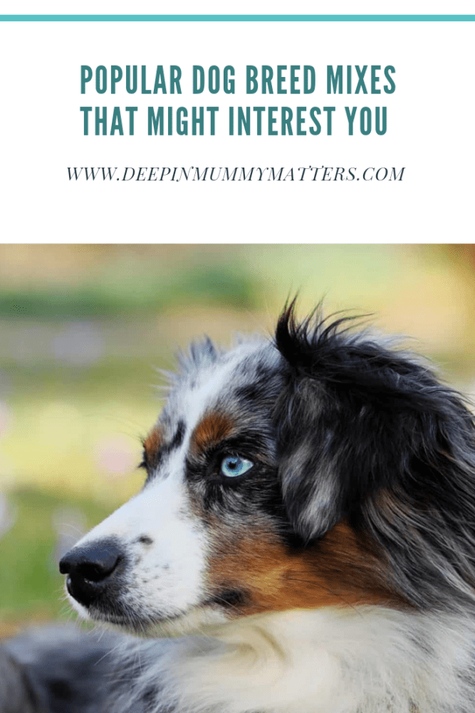 Popular Dog Breed Mixes That Might Interest You