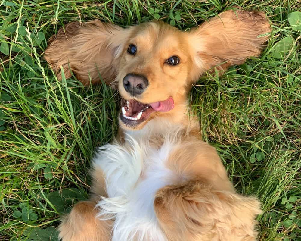 Fun Activities To Do With Your Furry Friend