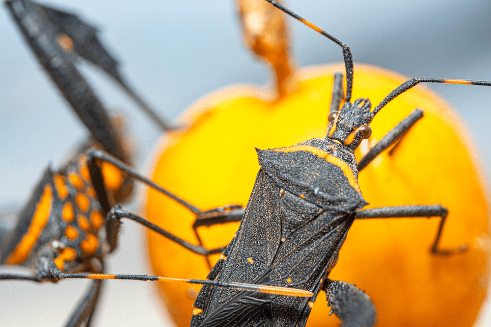 Why Ignoring Pest Infestations in Your Home Puts Your Family's Health ...