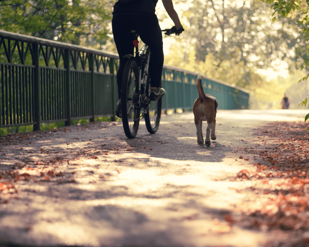 The 3 Best Outdoor Activities You Can Do With Your Dog - Mummy Matters ...