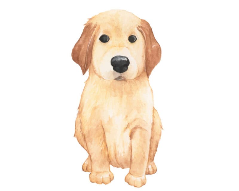 Master Watercolor Pet Portraits: Techniques, Tips, And Inspiration